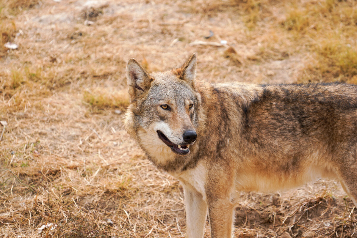 Wolf Blood: Romance and Barbarism, Generosity and Heroism, Passion and ...