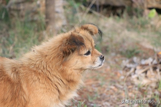 Entertainment Critic Award: "The Loyal Dog Hachiko"——True Deduction of ...