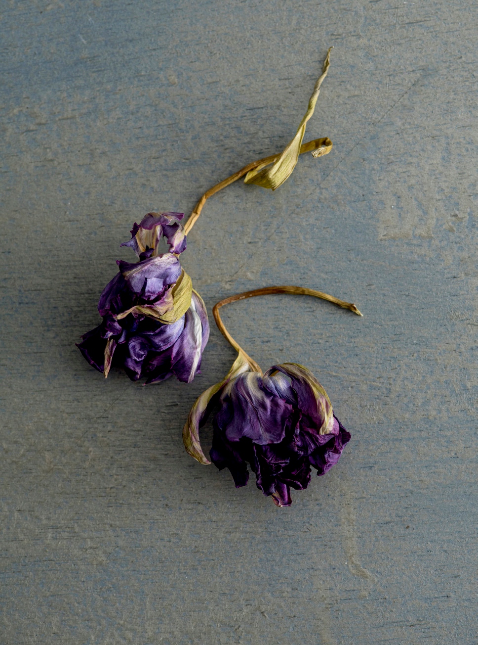 Keep the beauty of flowers forever - the basic method of drying flowers ...