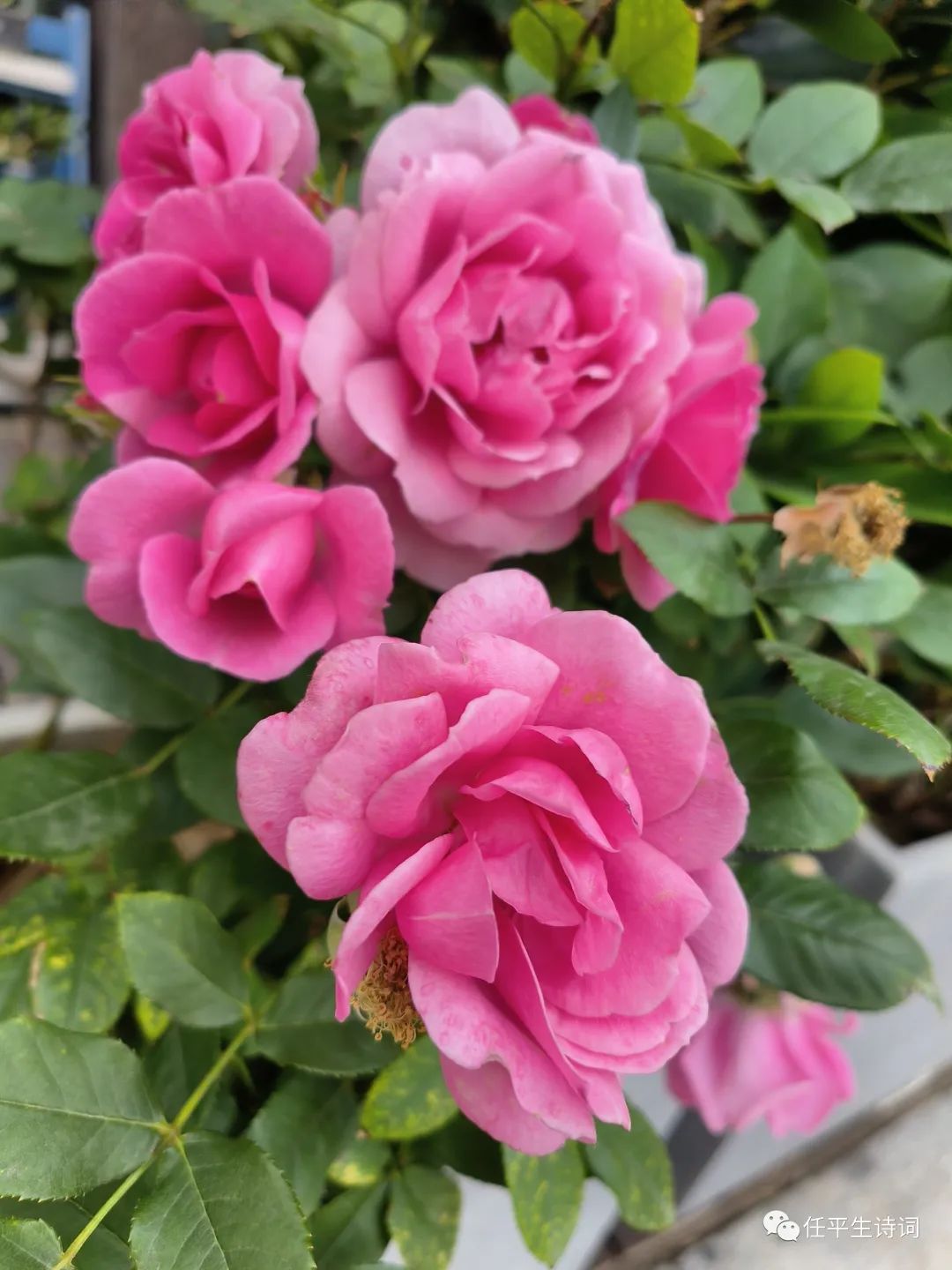 "Column" Appreciation of Ren Pingsheng's Works: "Fate Comes Together ...