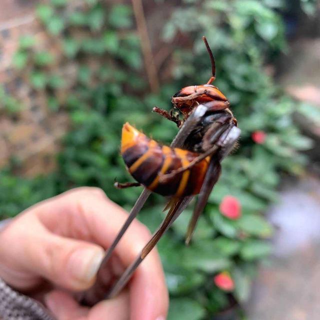 10 Most Dangerous and Poisonous Bees in the World - iNEWS