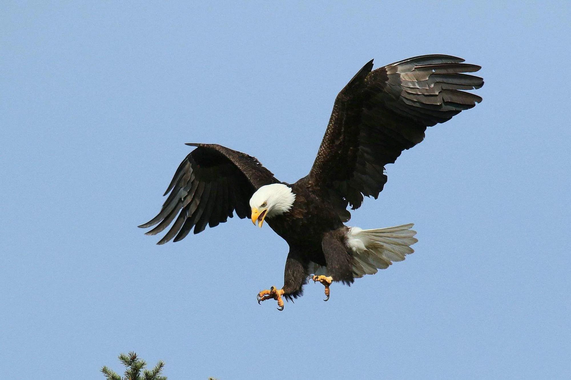 Natural Beauty: Bald Eagles - iNEWS