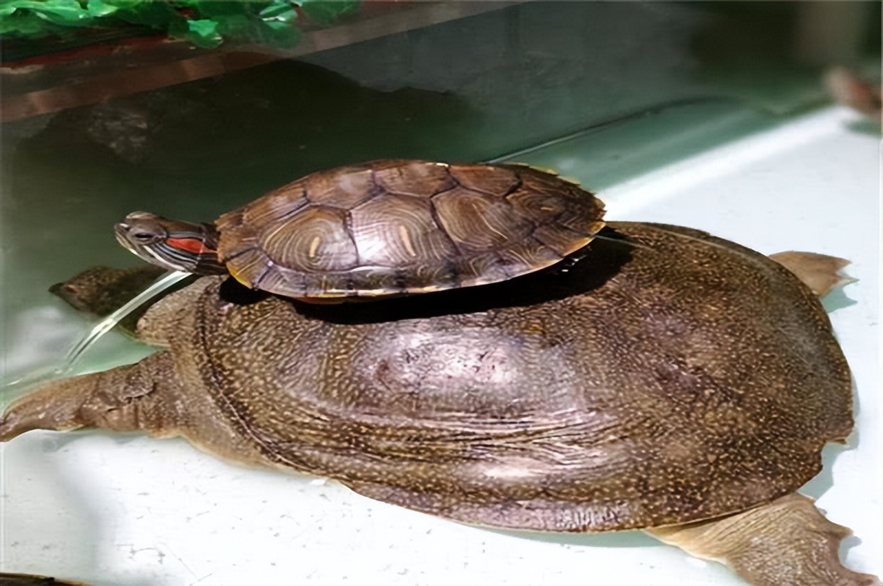 Why do soft-shell turtles become food, while their close relatives ...