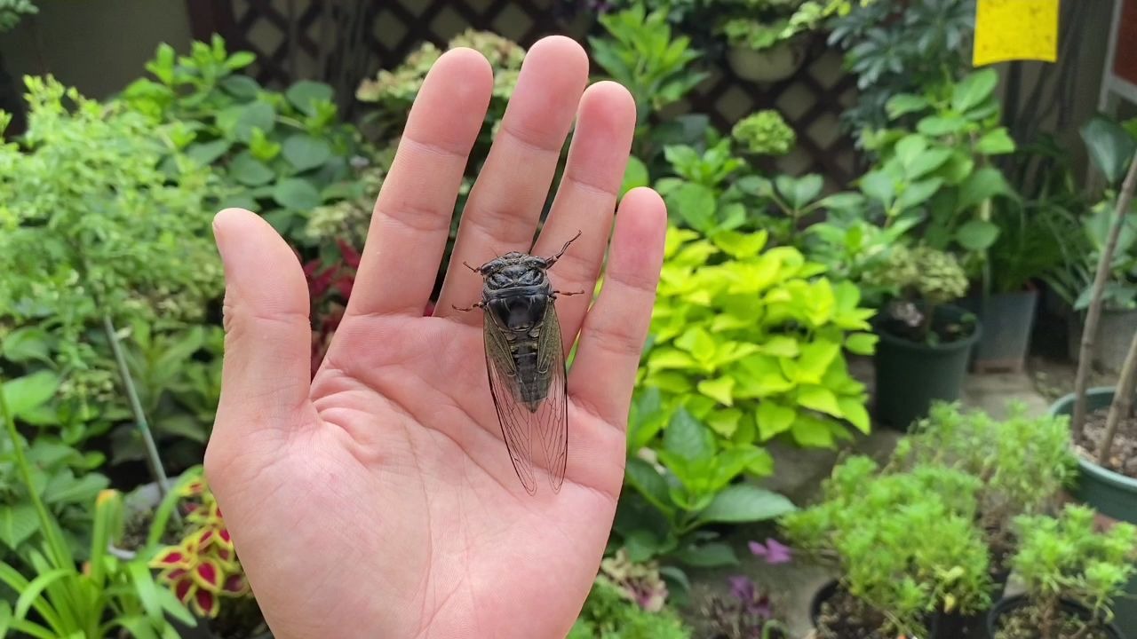 More than ten years ago, Xia Tian could always catch a lot of cicadas ...