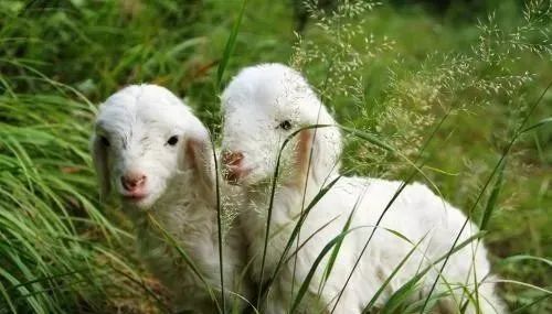 Three-month fattening technology for lambs, greatly improving economic ...