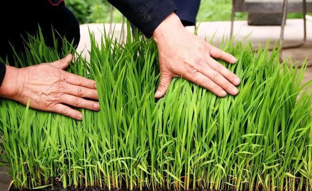 Chinese Character Palace Wisdom Education "Zi Shuo Zi Wu"-He II Symbol ...