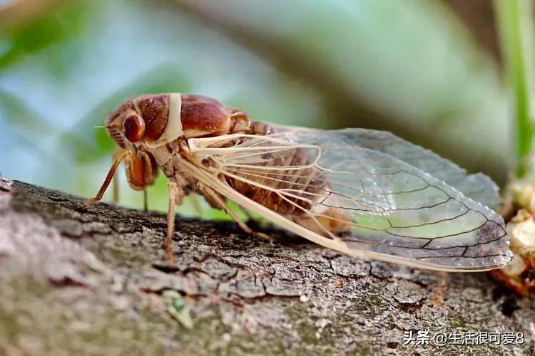 Guardians of Chirping: Exploring the Magical World of Cicadas - iNEWS