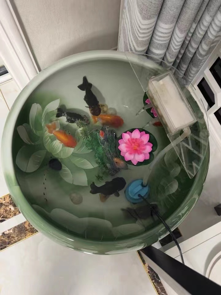 Guide to the correct feeding of Lanshou goldfish, beginners before ...