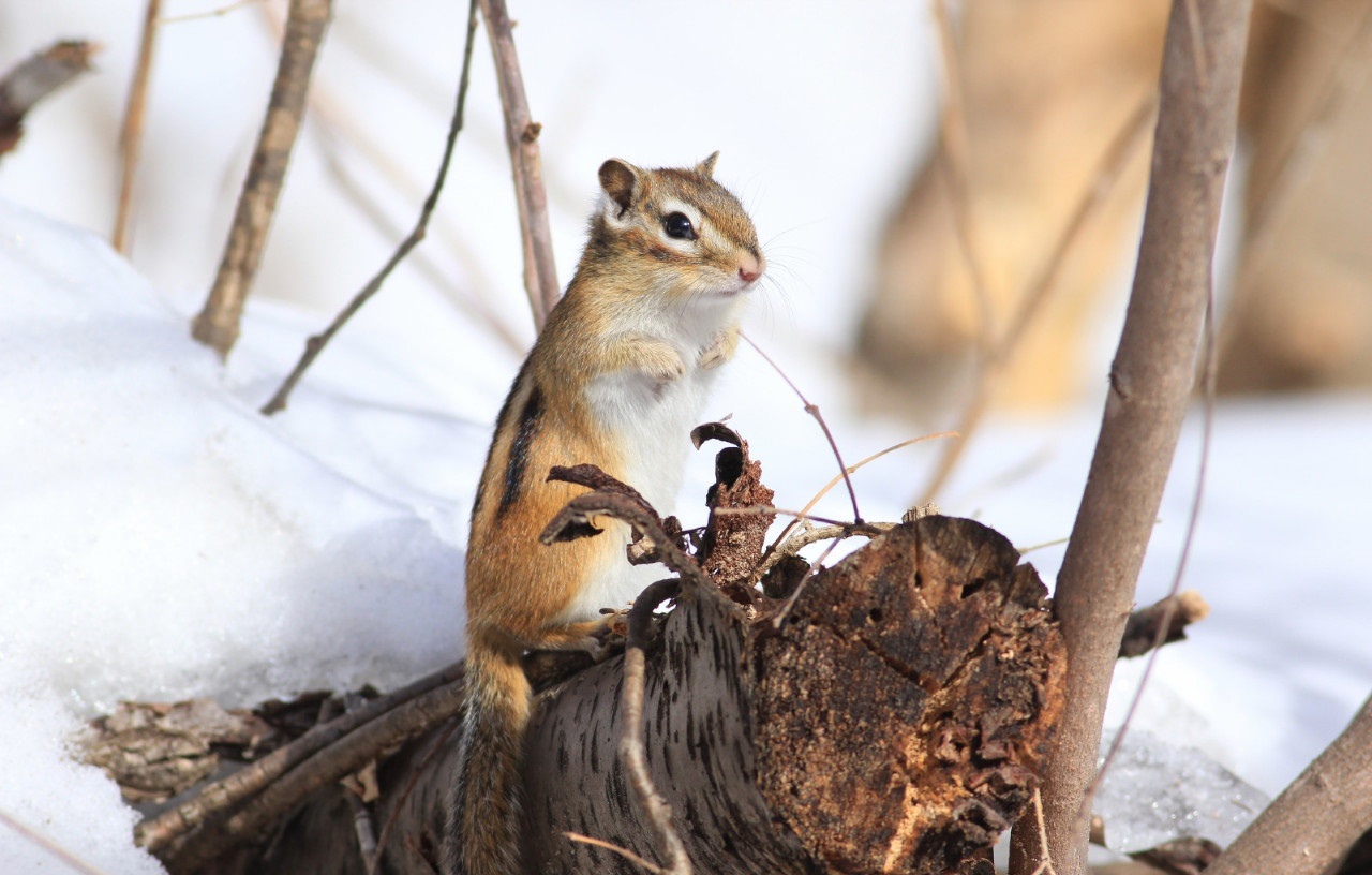 Chipmunk - Rodent Pet 3 - iNEWS