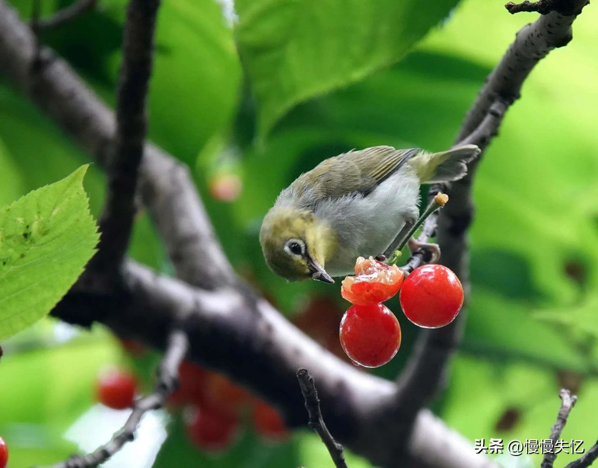 A selection of 14 poems from Fan Chengda's "Four Seasons Pastoral ...