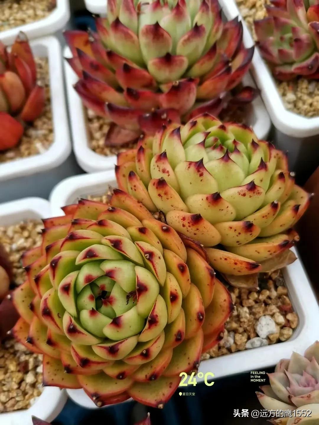 Enter the succulent kingdom and enjoy the infinite excitement of the ...