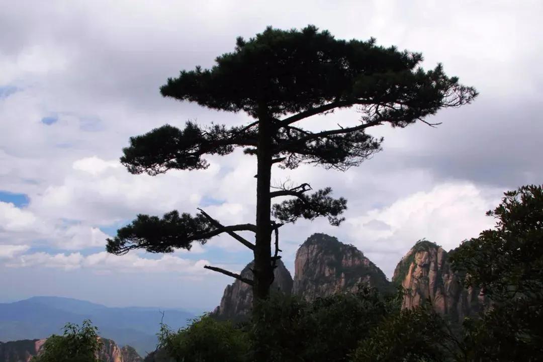 Sheng Xianggui: The Story of "Half Tree" in Yicun - iNEWS