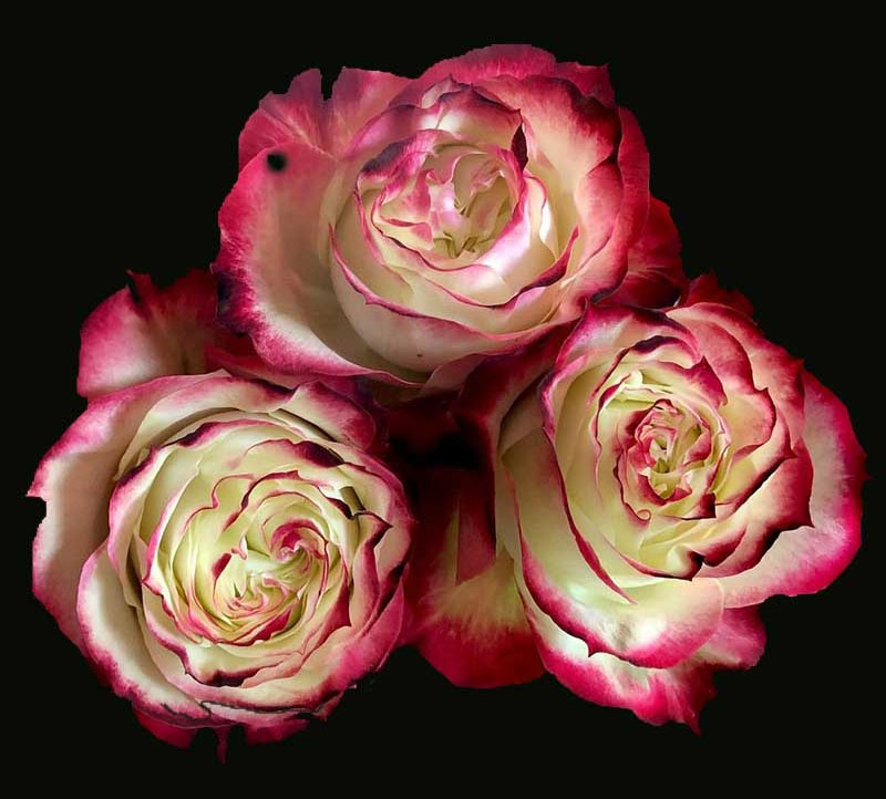 Dutch Cut Apple Jack Apple Jack - iNEWS