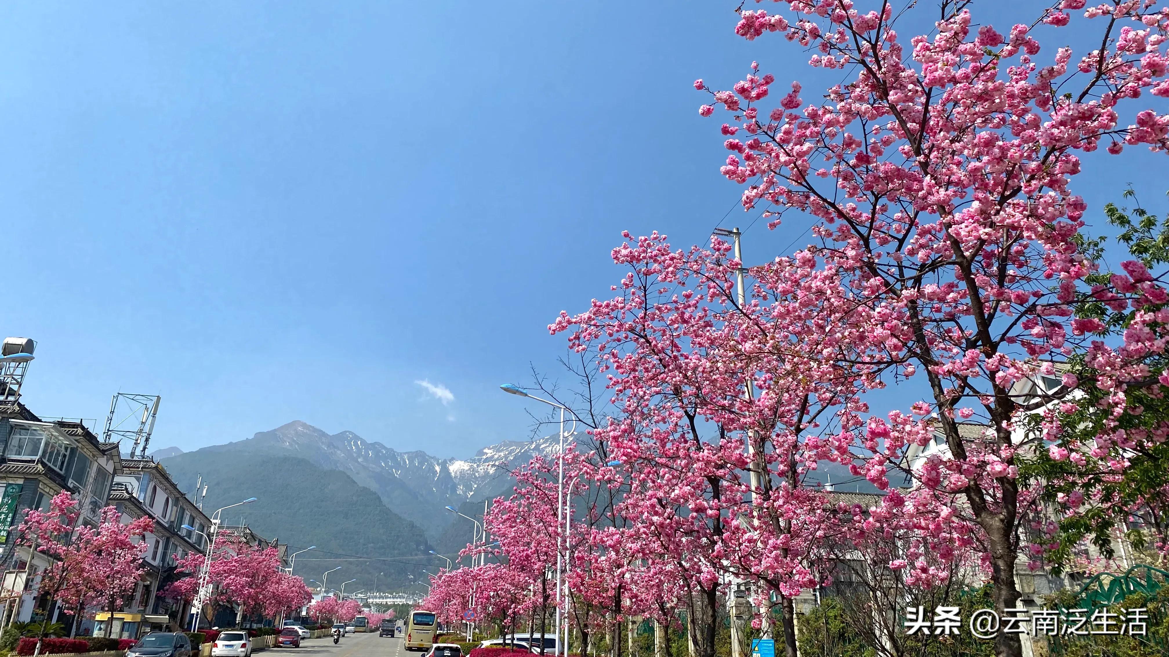 Miss and sister Yunnan flowers in a thousand manners - iNEWS