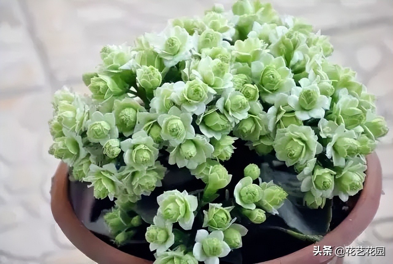 30 blooming longevity flowers, wishing your family a healthy and long ...