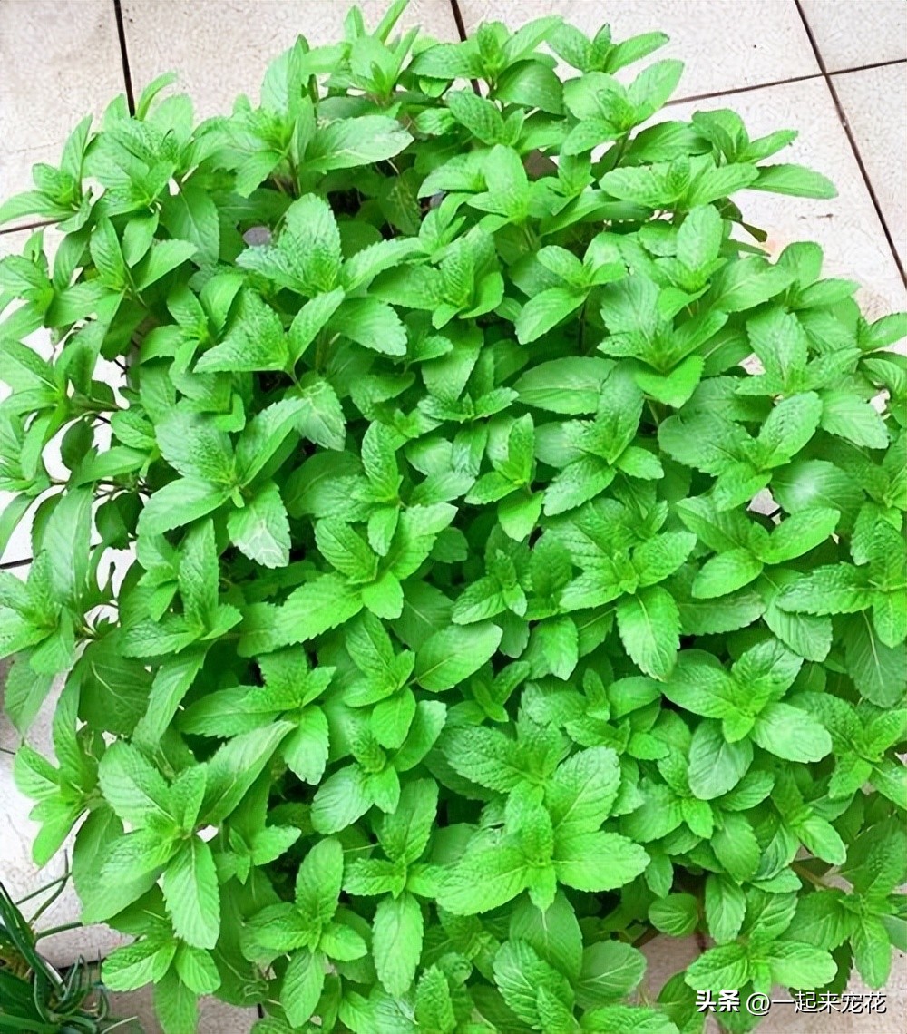 Keep a few pots of mint at home, fresh and good-looking, growing ...