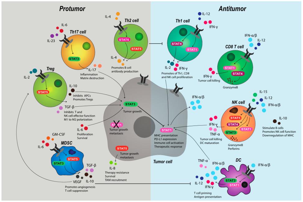 JAK-STAT pathway and tumor immunity - iNEWS