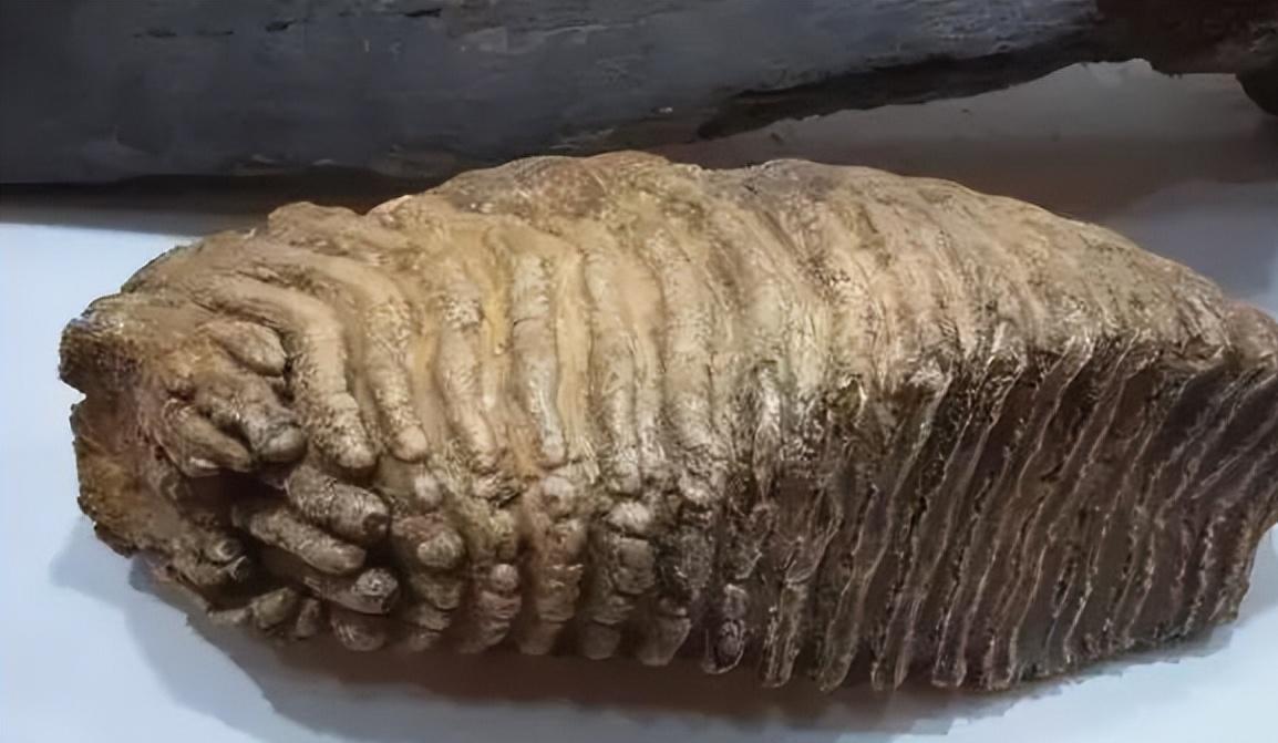 What is this weird textured tooth play?I suddenly saw a lot of people ...