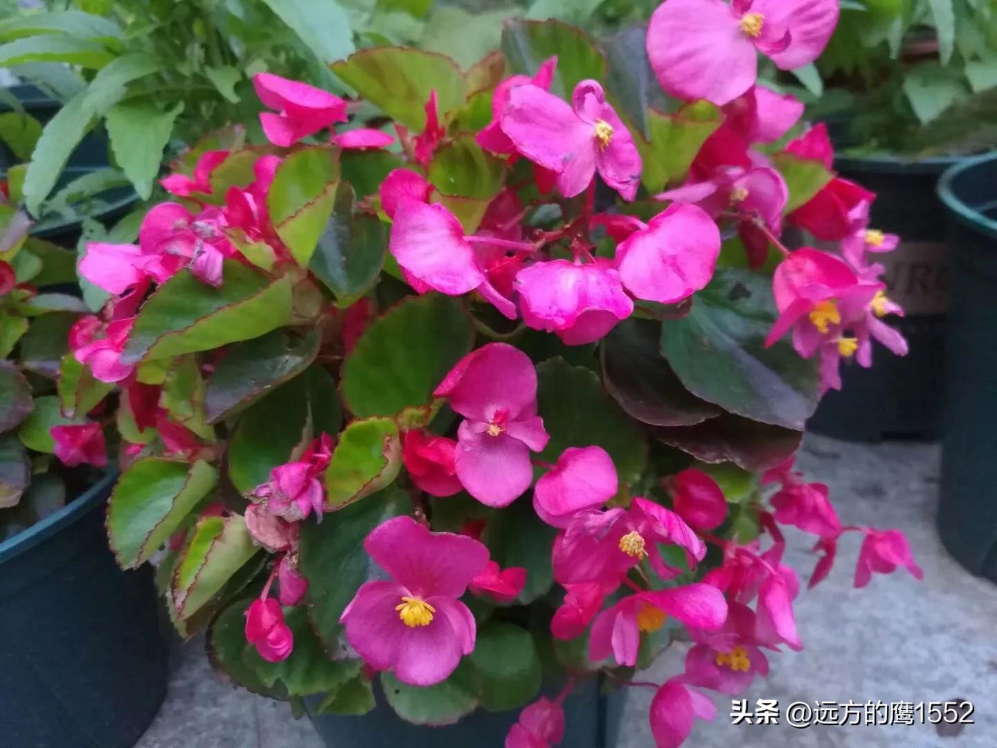 Beautiful Four Seasons Begonias and Colorful Rieger Begonias - iNEWS