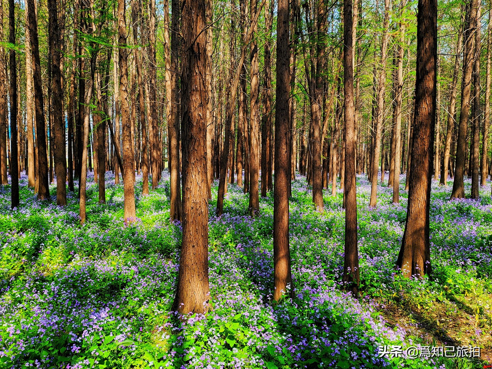 The most beautiful April in the world - iNEWS