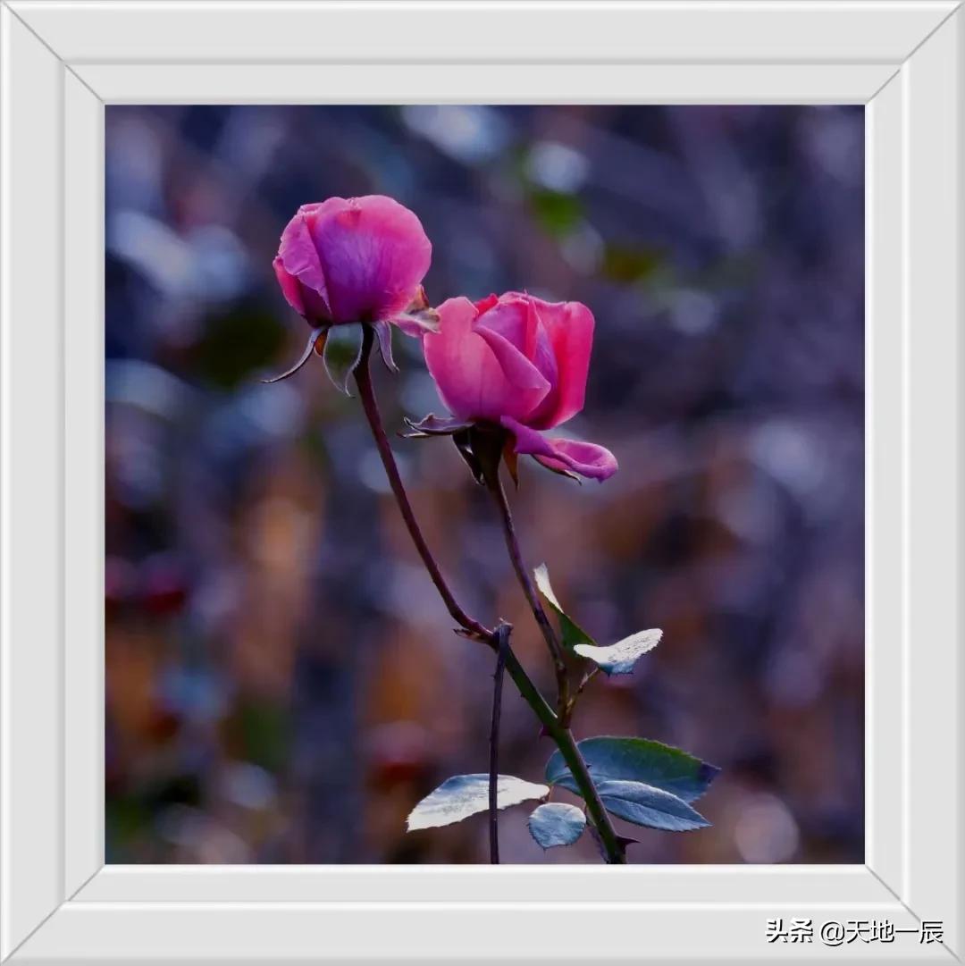 The Seven Tribulations of Life and Death - iNEWS