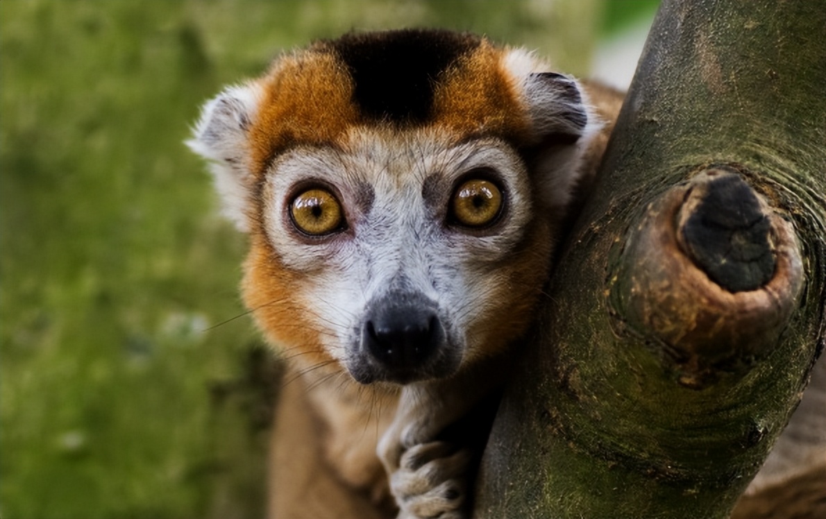 animal predation behavior - iNEWS