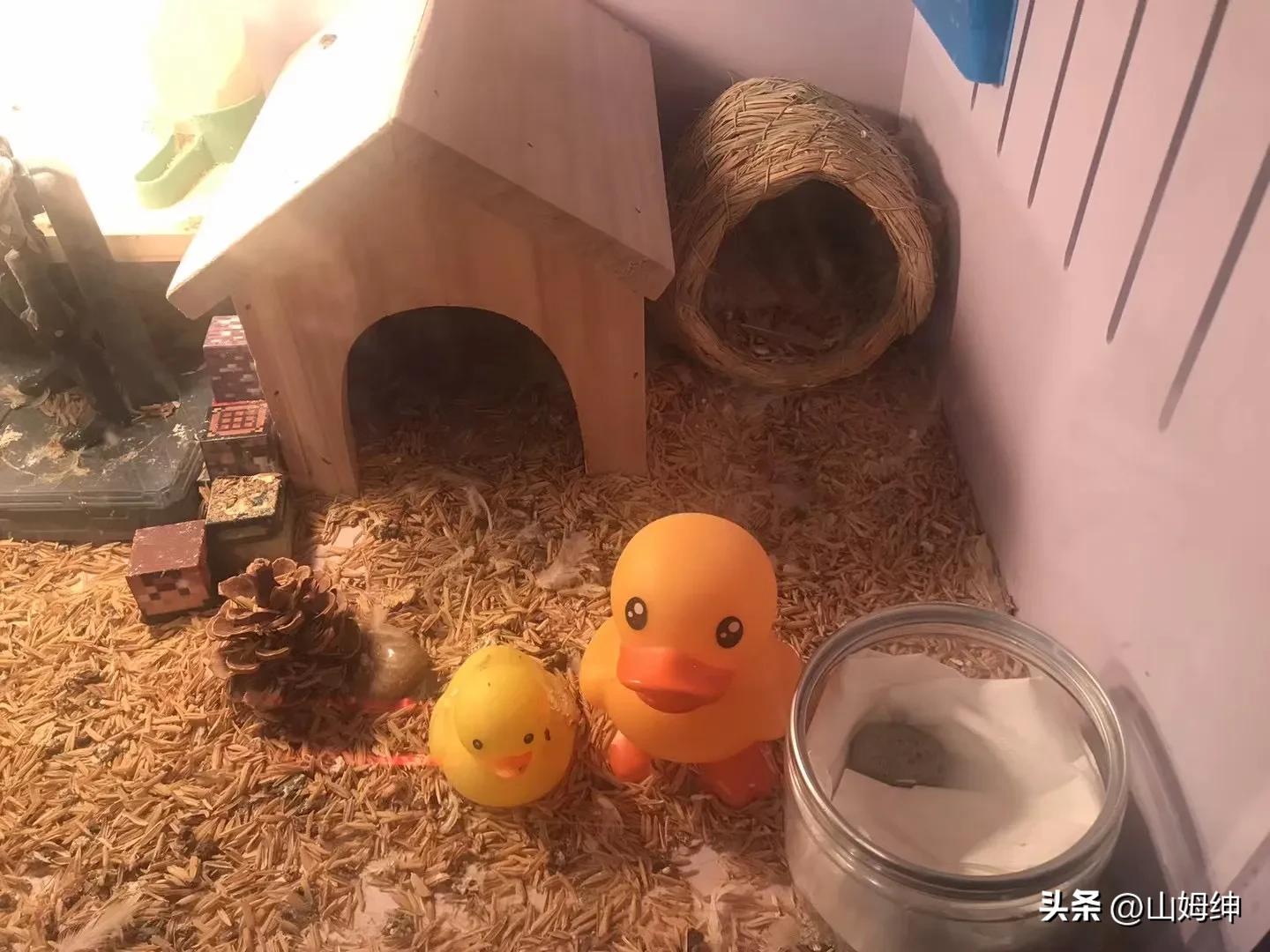 Should families with multiple children have pets? - iMedia