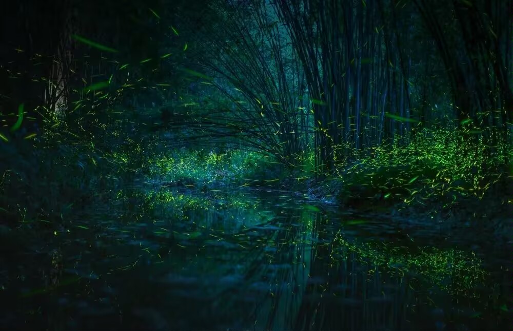 [Qingshen Firefly]A romantic trip with fireflies - iMedia