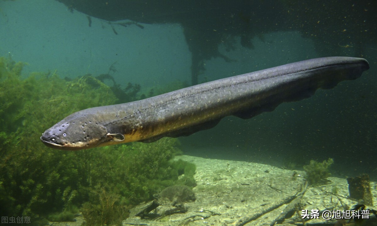 How scary is the Amazon River?Known as the "Lungs of the Earth", but no ...