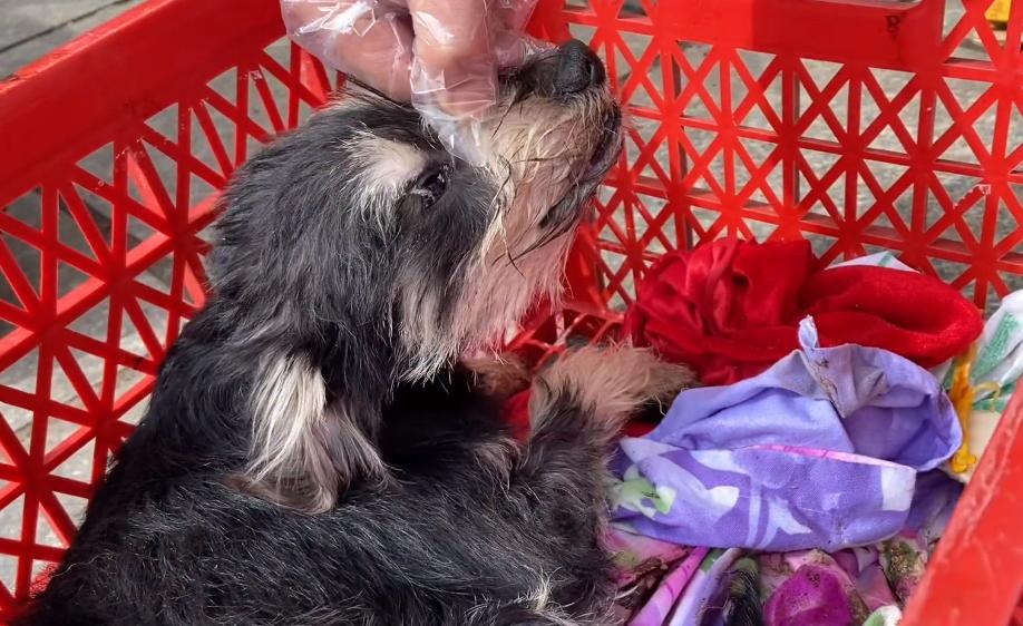 Hunan: The sick pet dog was abandoned, the dyingly ill dog was waiting ...