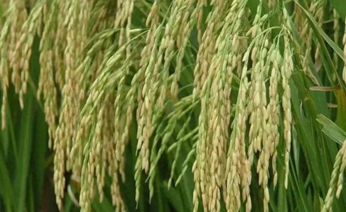 Rice like leeks? Perennial rice has been successfully planted, and the ...