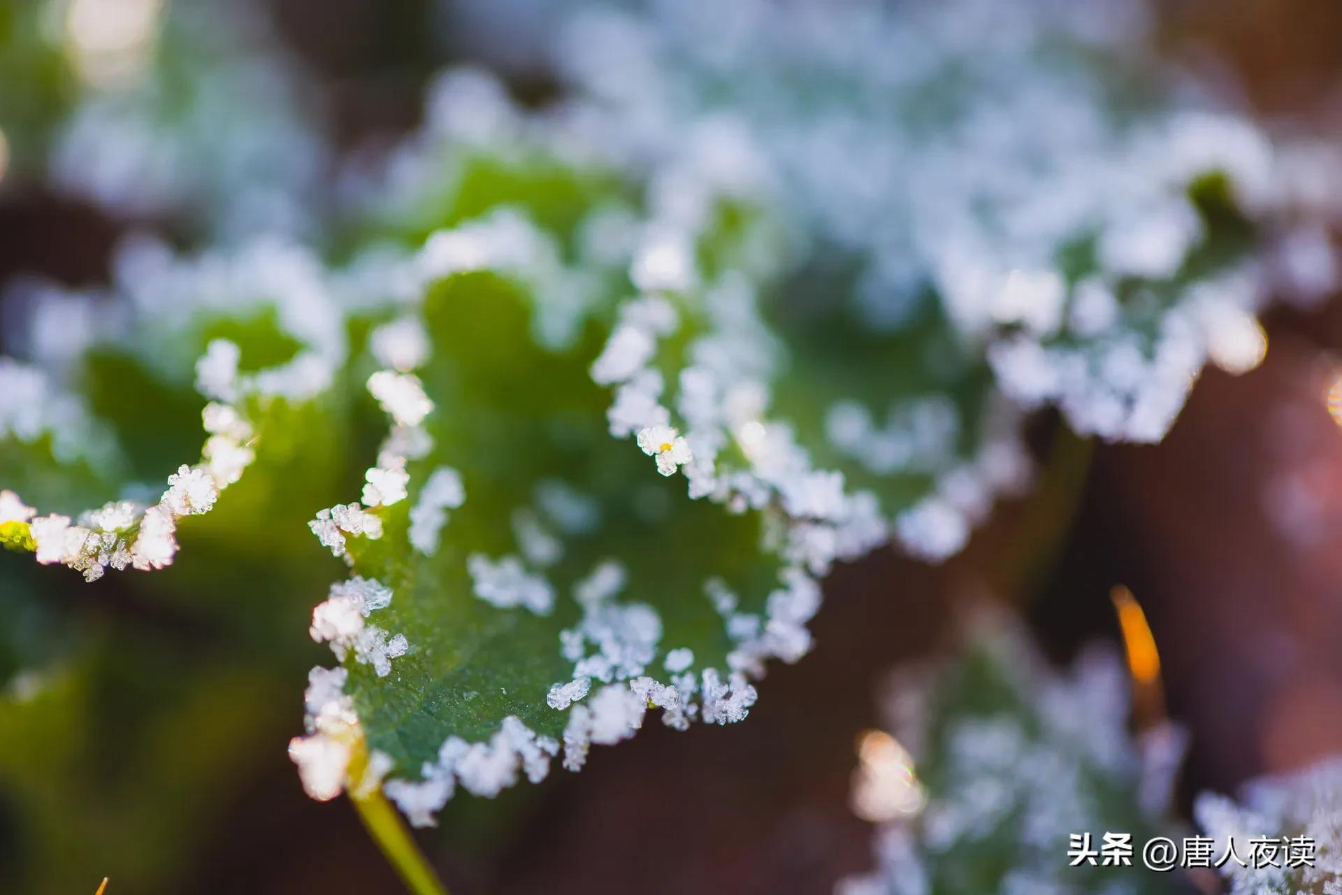 The essence of growing flowers in winter: "do not do, do not repair, do ...