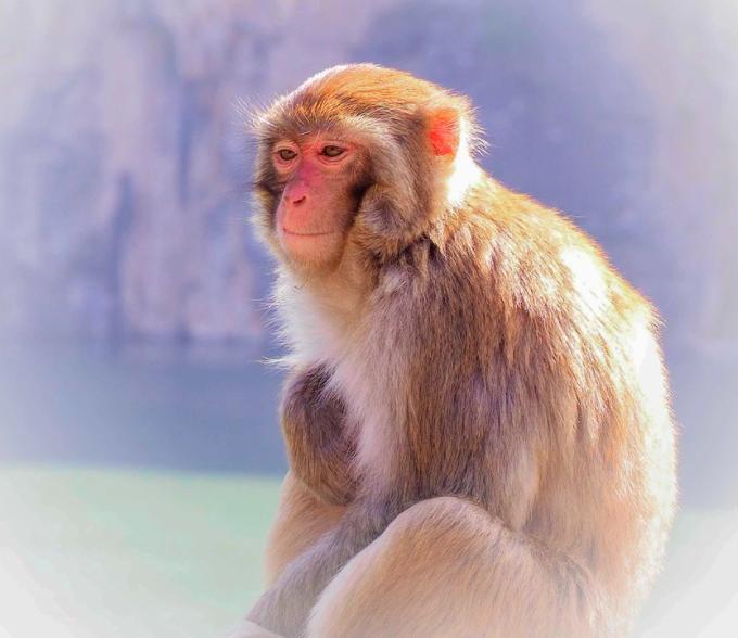 Prosperous birth year of the monkey zodiac: honorable life, many ...