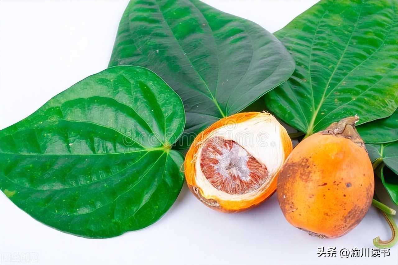Medicine and food: the history of betel nut in China - iNEWS
