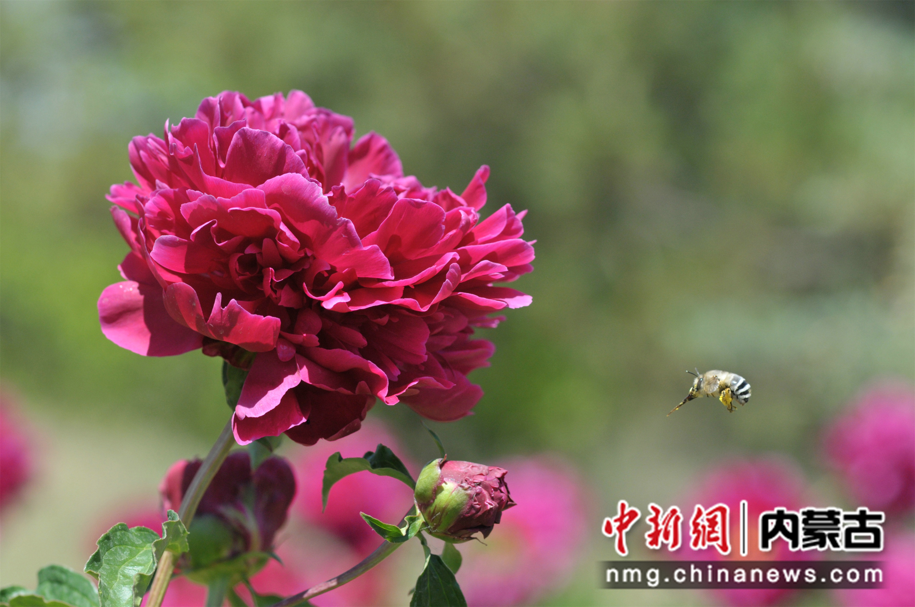 Peony flowers bloom in the ancient capital of the Northern Wei Dynasty ...