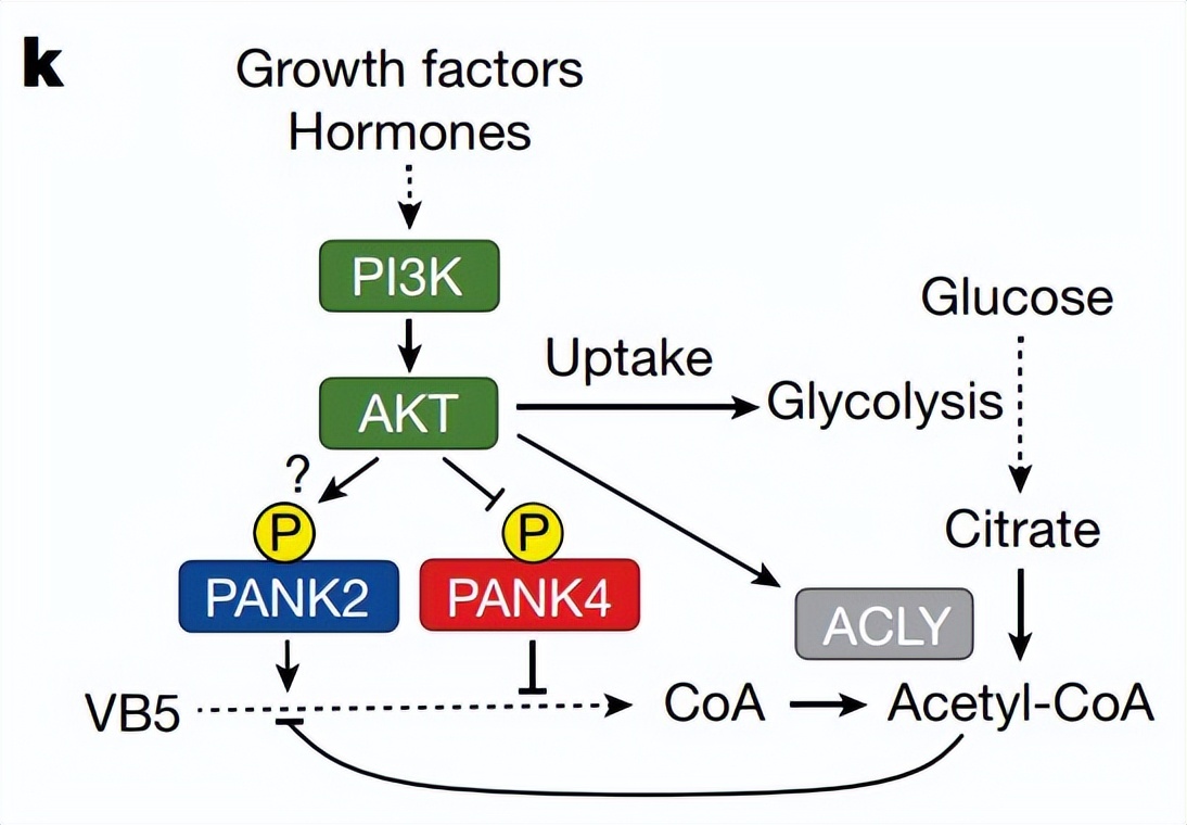 A core force driving cellular metabolism: PI3K drives de novo synthesis ...