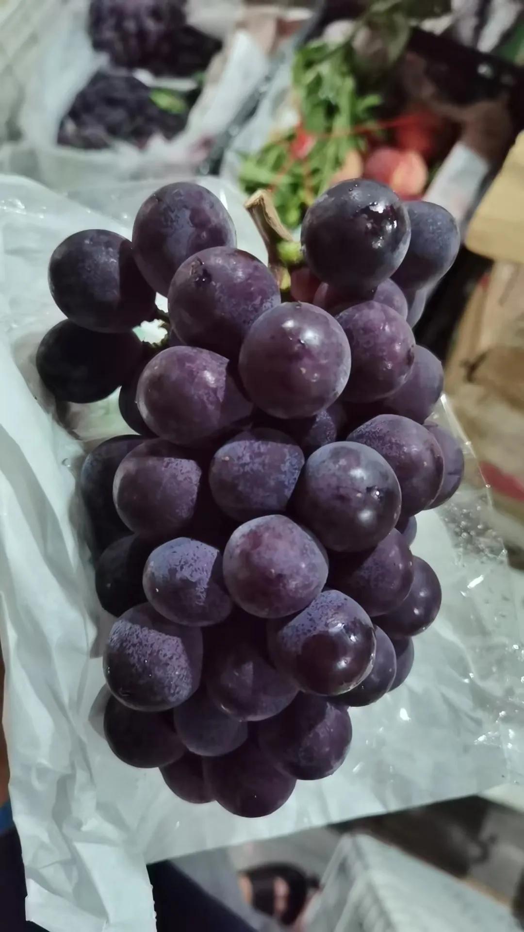 season for grape eaters - iMedia