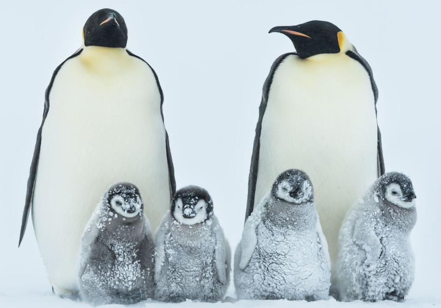 Penguin: The master of keeping warm in Antarctica, do you know why ...