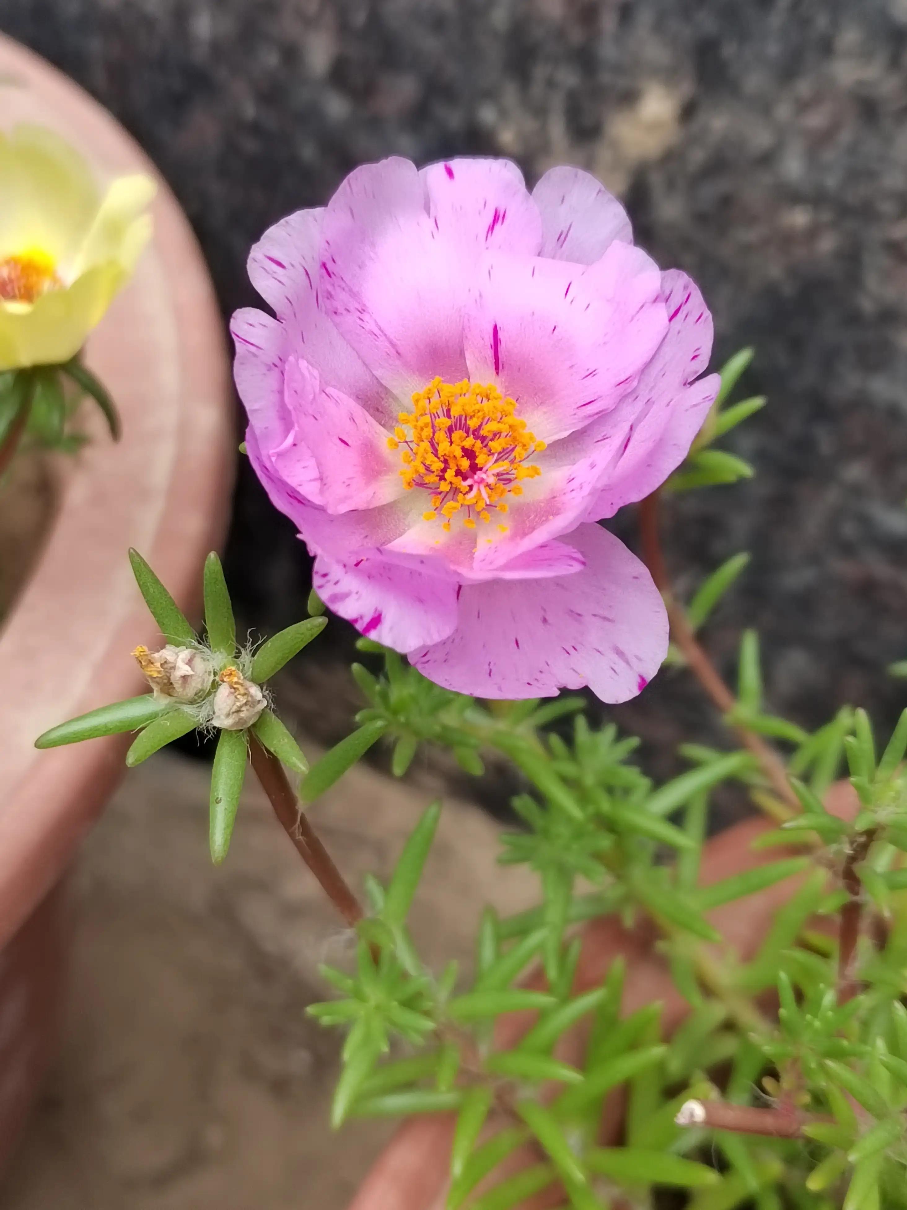 pink sunflower - iNEWS