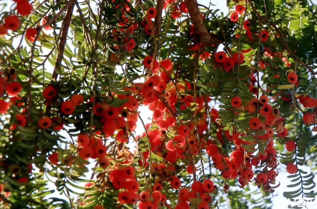 If you have a yard, please plant 6 "auspicious trees" instead of ...