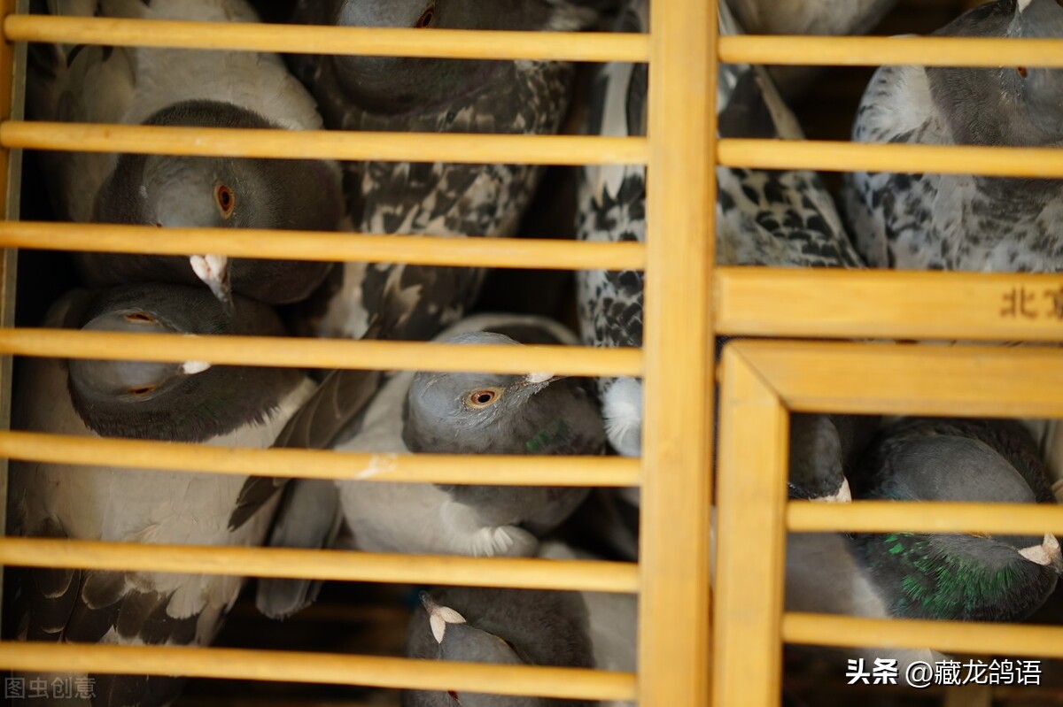 Talk to several champion pigeon owners in Beijing before basketing - iNEWS