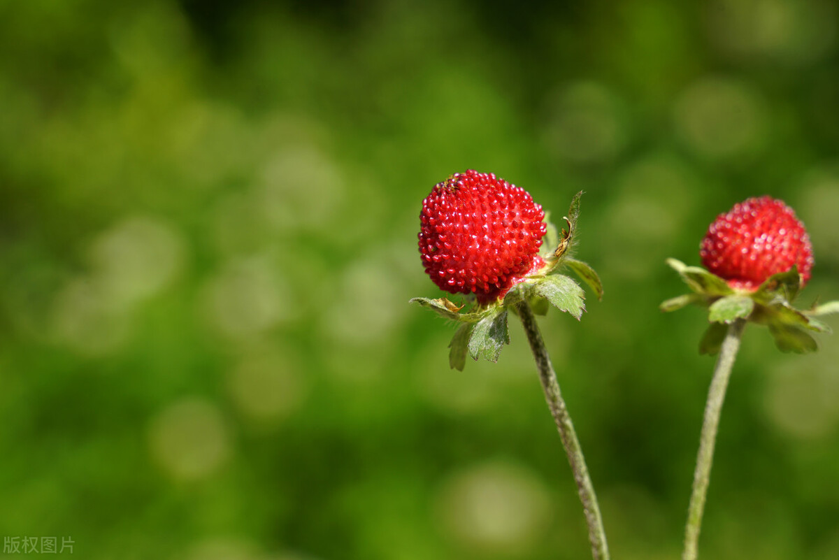 Is snakeberry the fruit eaten by snakes? Is it poisonous or not, can it ...