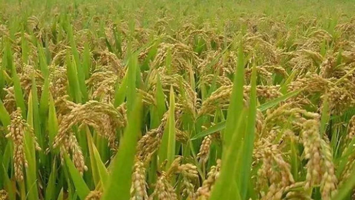 Rice like leeks? Perennial rice has been successfully planted, and the ...