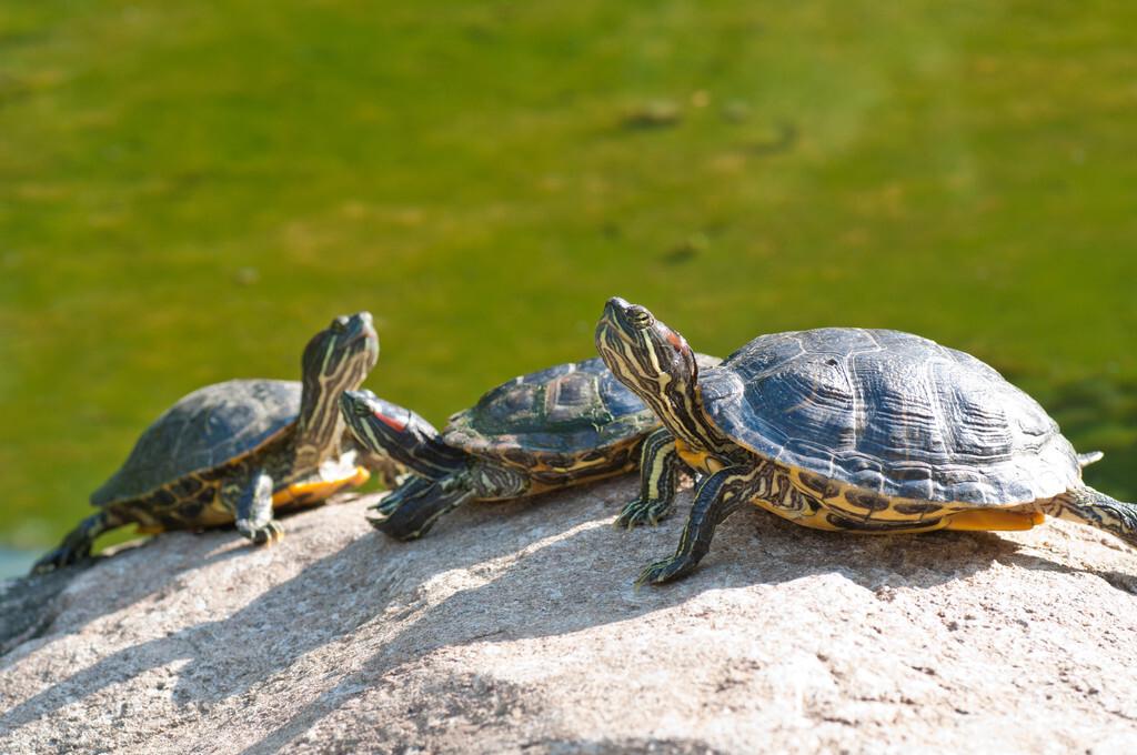 Breathing from your butt? "Teenage Mutant Ninja Turtles" can live ...