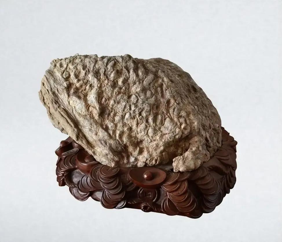 Frogs One Piece Picture 39 - iNEWS