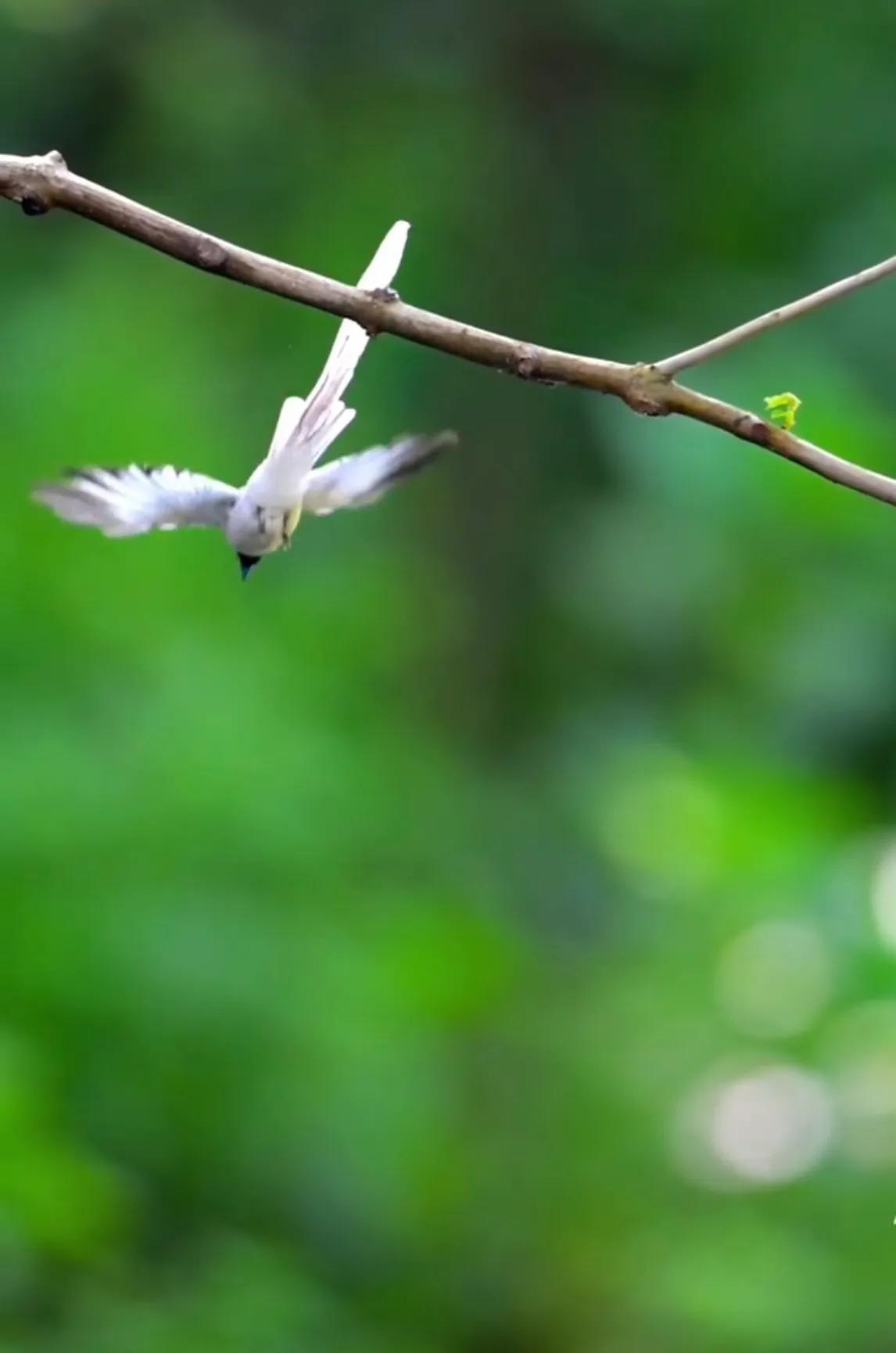 Good luck to those who see it, auspicious bird playing in the forest ...