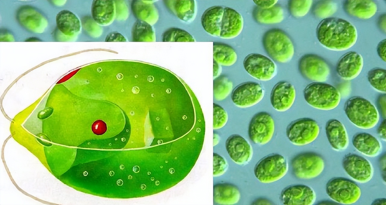 How did Chlamydomonas contribute to the discovery of the plant fertilin ...