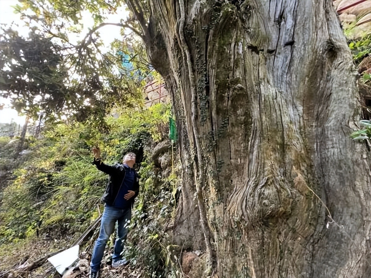 The millennium bitter oak tree in Fangzhuang was "sick", what did the ...
