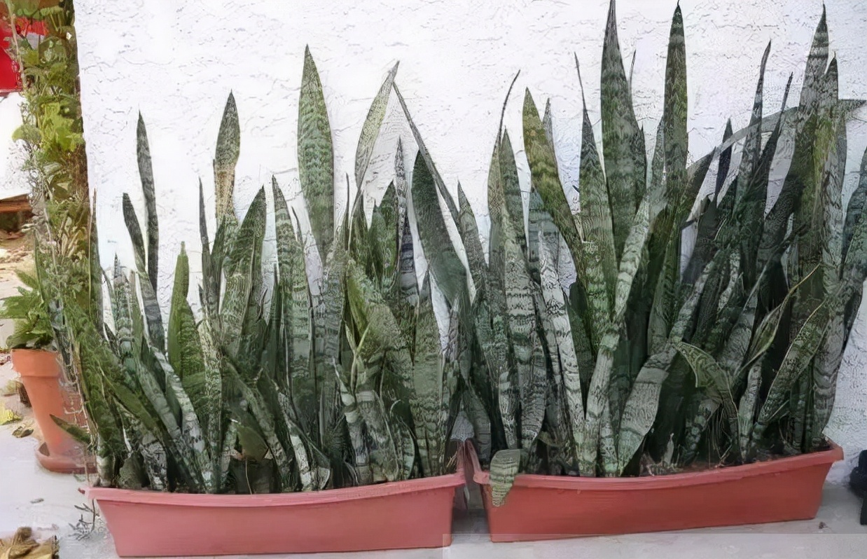 Tiger Pilan sips "soup" a day, and new side shoots take one a day, but ...