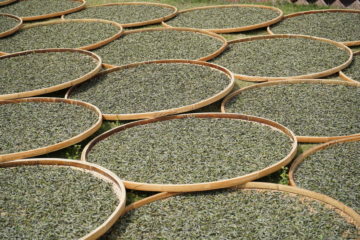 Is Anji white tea old white tea after a long time? - iNEWS